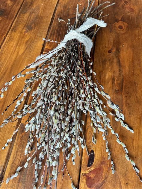 Dried Pussy Willows Fresh Pussy Willow Branches Large Pussy Willows
