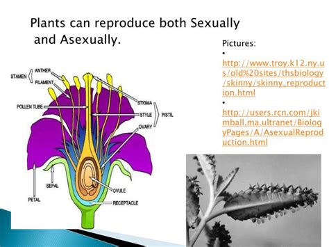 Ppt Plant Reproduction Powerpoint Presentation Id2011245