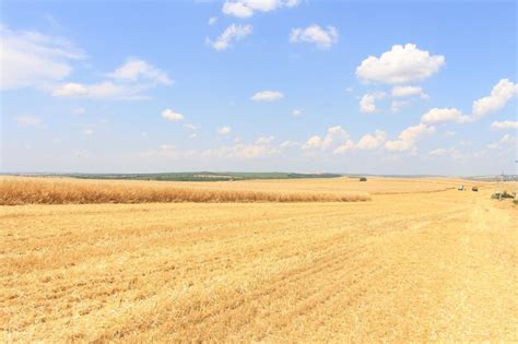 Premium Photo A Field Of Grass And Blue Sky