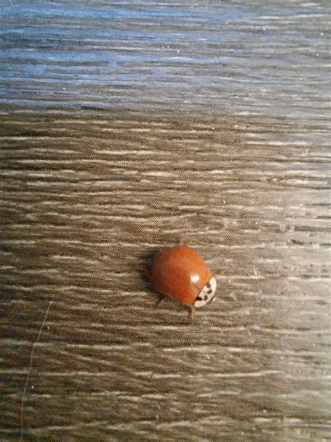 I Found A Ladybug Without Spots Rmildlyinteresting