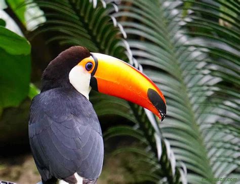 Top 136 Flora Y Fauna De La Selva Mediana Anmb Mx Vrogue Co