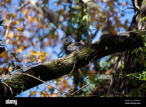 Eastern Gray Squirrel Sciurus Carolinensis Foraging On A Moss Covered