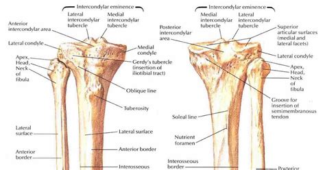 Biology Diagrams Images Pictures Of Human Anatomy And Physiology Tibia