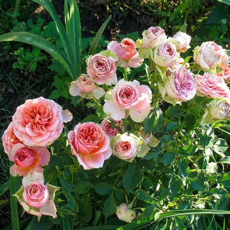 Rose Fertilizer Best Fertilizer For Roses Perfect Rose Fertilizer