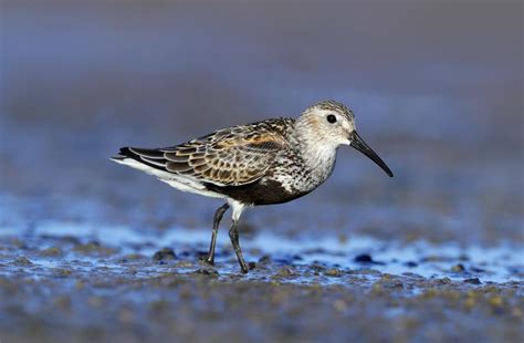 Le comptage des oiseaux d eau des 16 17 janvier 2021 approche à