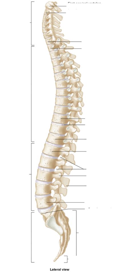 A P Lab Practical Vertebral Column Labeling Diagram Quizlet
