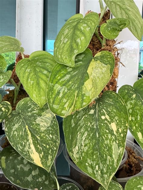 Scindapsus Baticon Batik Constellation Furniture And Home Living Gardening Plants And Seeds On