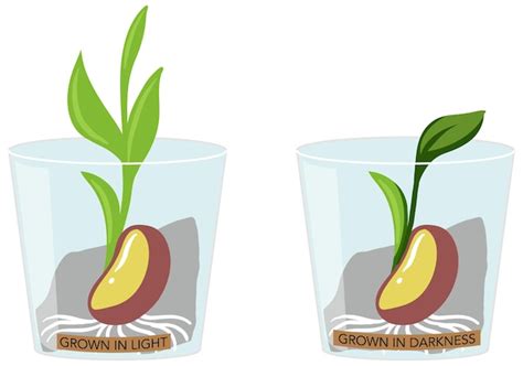 Premium Vector Growing Plants In Light And Dark Experiment