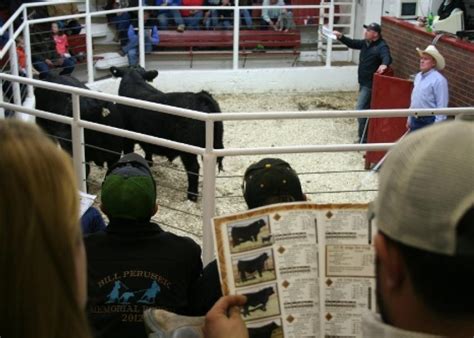 Know Your Calving Ease Epds Drovers