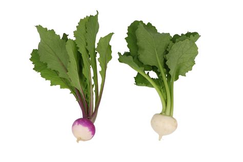 Mini Raap Van Laethem