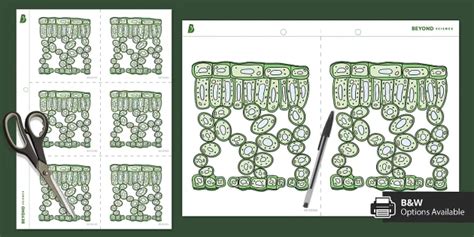 Leaf Structure Diagram