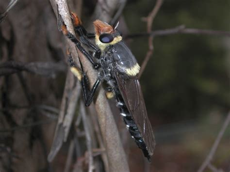 Killer Insect Profile The Assassin Fly Smithsonian Institution