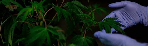 Sexing Cannabis How To Tell The Difference Between Male Vs Female