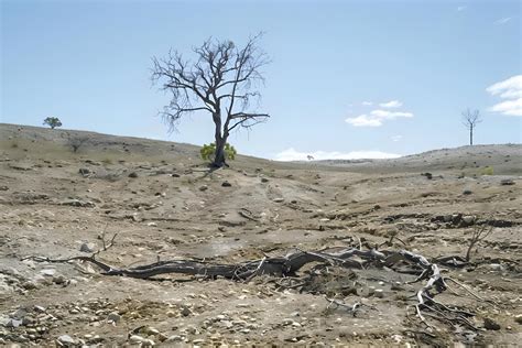 Impacto De La Sequía En Las Tierras Estériles Con árboles Muertos Y