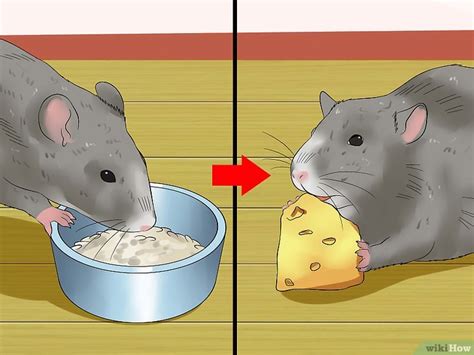 Cómo alimentar a una rata doméstica wikiHow