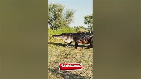 Gorpad Video Youtube