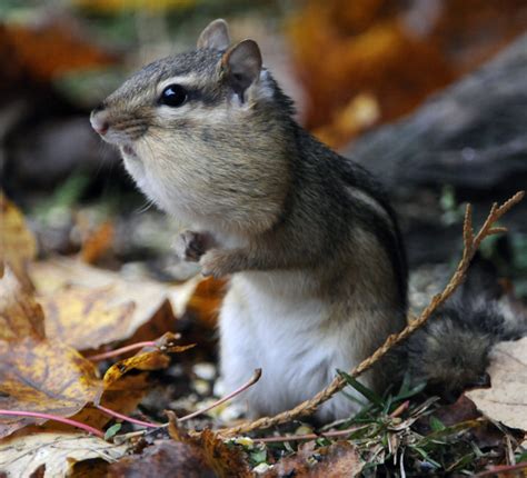 Door To Nature Chipmunks And Gophers Door County Pulse