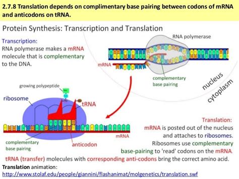 Transcription Process Transcription Steps Diagram