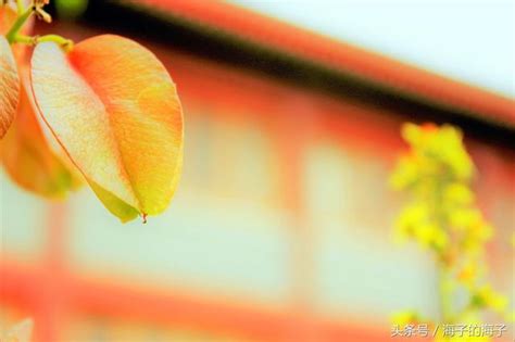 《連雨不知春去，一晴方覺夏深》欒樹花開《日漸涼》 每日頭條