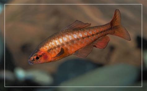 Cherry Barb Species Profile And Facts