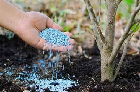 خطر استفاده بی‌رویه از کودهای شیمیایی در کاهش امنیت غذایی