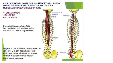 Capa profunda de los músculos intrínsecos del dorso Bosque uDocz