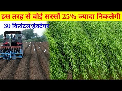 सरसों की खेती कैसे करें Sarson Ki Kheti Kaise Karen How To Grow