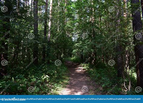 Path Through The Forest Flowers And Green Grass Mixed Woodland Stock Image Image Of Green