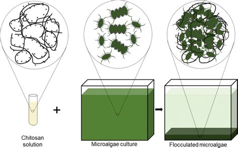 Brewing Flocculation At Harry Vedder Blog