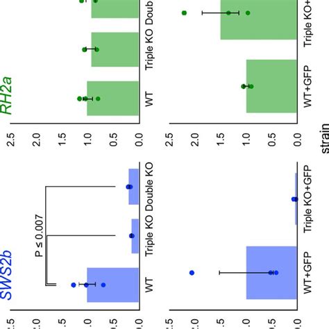 Expression Of The Cone Opsin Genes In The Sws1sws2lws Triple Mutant