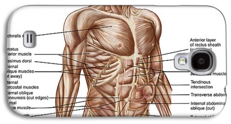 Abdominal Muscles Diagram