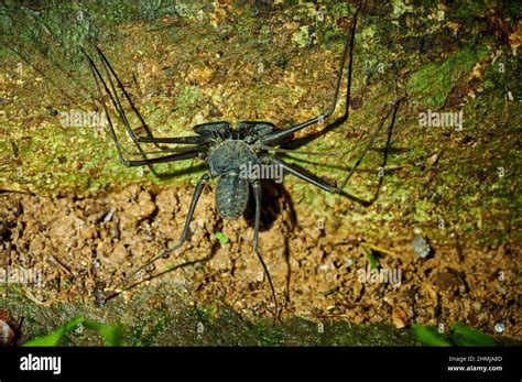Amblypygi Whip Spiders Or Tailless Whip Scorpions Uvita Costa Rica Central America Stock