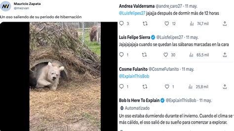 Video Viral De Oso Al Despertar De Hibernación Publimetro Chile