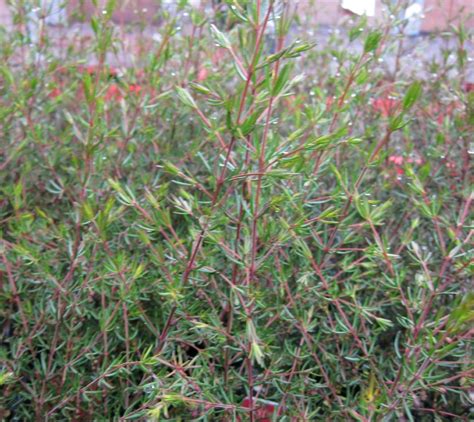 Brown Boronia - Plants for Spaces