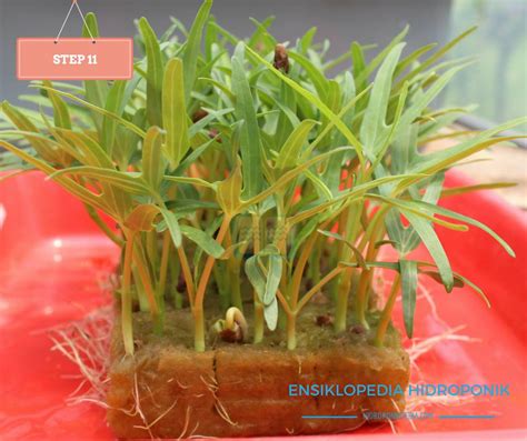 Cara Menanam Kangkung Hidroponik Hidroponikpedia