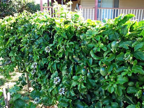Solve The Passionfruit Vine Jigsaw Puzzle Online With 48 Pieces