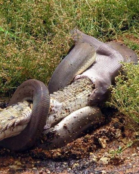 Olive Python Chowing Down On A Sizeable Croc Up In Mt Isa Qld Crikey