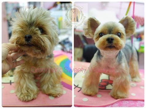 Yorkie Poo Haircuts