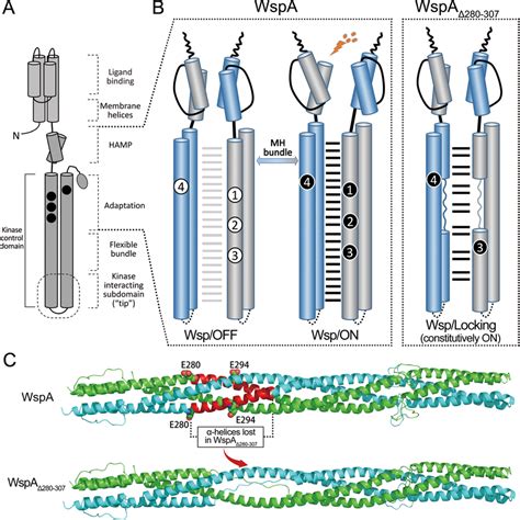 In Silico Prediction Of The Structural And Functional Consequences Of