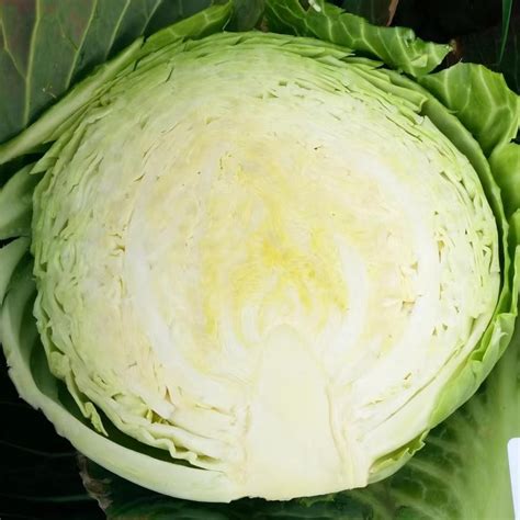 China Mid Maturity Hybrid Cabbage Seeds Manufacturers Suppliers And
