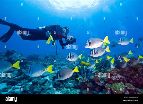 Yellow Tailed Surgeon Fish Prionurus Laticlavus Cocos Island Costa