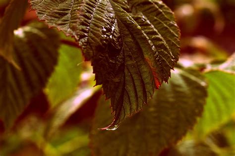 Raspberry Leaf Wet Free Photo On Pixabay Pixabay