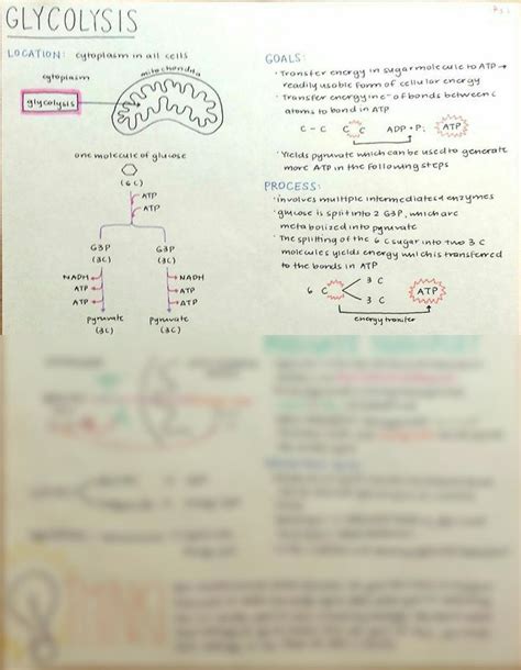 SOLUTION Glycolysis Flowchart Studypool