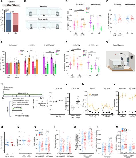 A Myt1l Syndrome Mouse Model Recapitulates Patient Phenotypes And