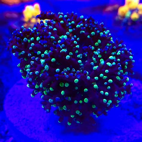 California Frogspawn Time Reef2reef