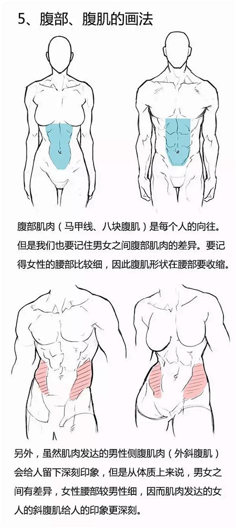 【绘画教程】如何绘制一个肌肉女（从男女身体差异开始）