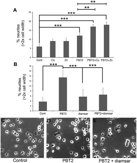 The Metal Dependent Effect Of Pbt2 On Neurite Outgrowth The Effects Of