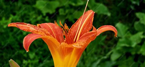Lilia Flower Premium Photo