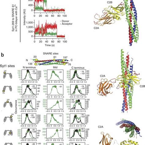 Syt1 Binds To Snare Complexes Reconstituted In 100 Phosphatidylcholine