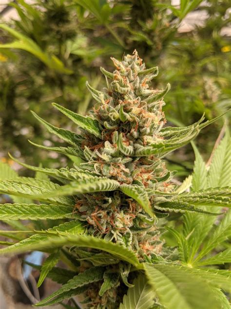 Sfv Colombian 10ct Regs Chitown Seeds